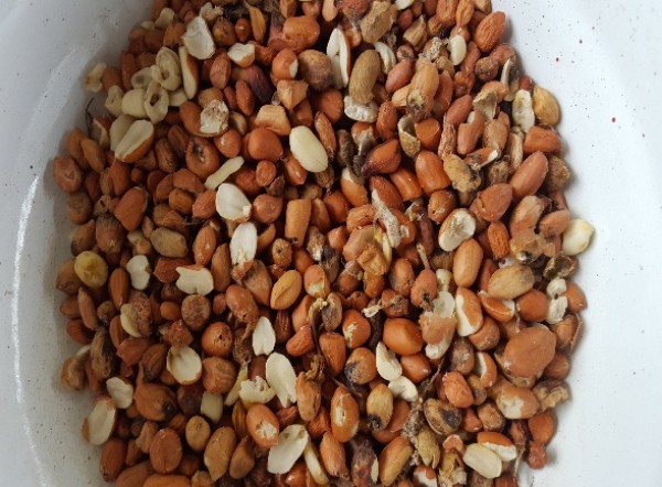 Peanuts and aflatoxin contamination in northern Ghana: Women’s local ...