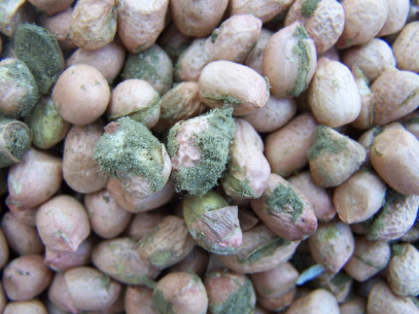 Peanuts and aflatoxin contamination in northern Ghana: Women’s local ...