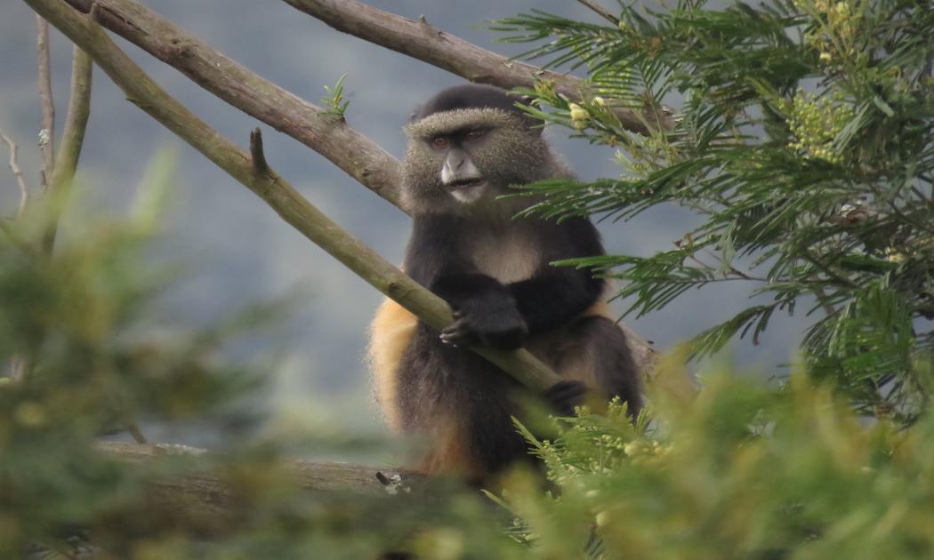 2019 TRI Fellow Seth Inman explores bird biodiversity and forest ...